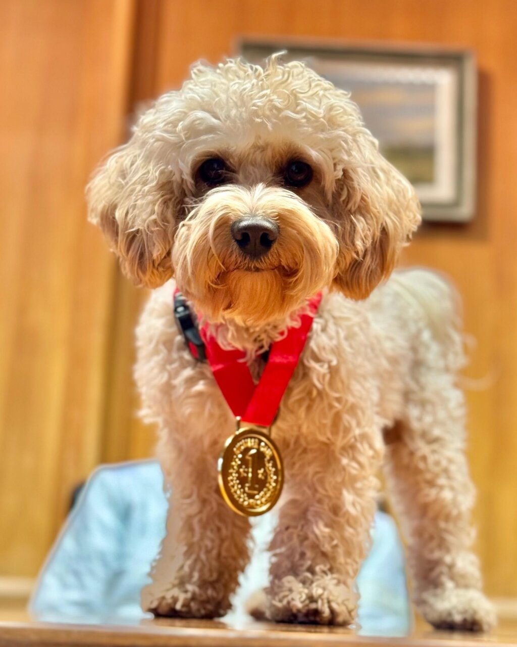 Milano Cortina 2026, il cane Chico "fenomeno dei social" è l ...